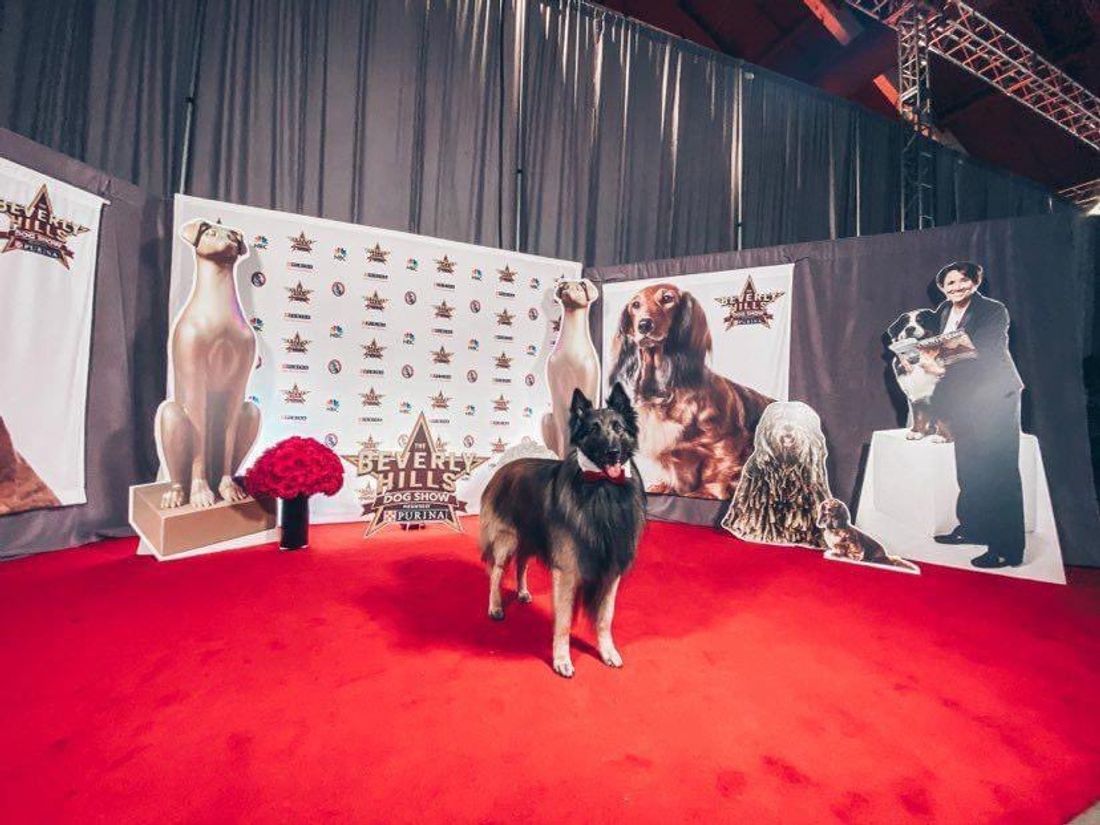 Furry Friend Cutouts at the National Dog Show